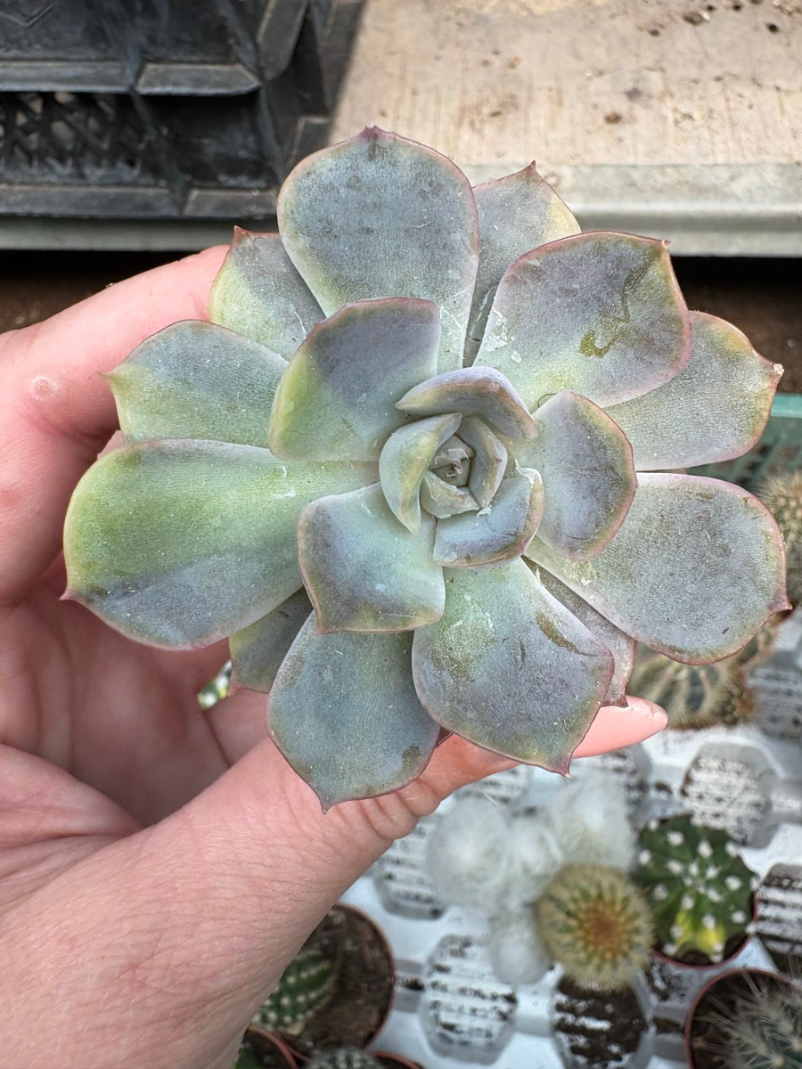 Echeveria orion 'Variegata' | Succulents \ Echeveria | Kaktusy ...