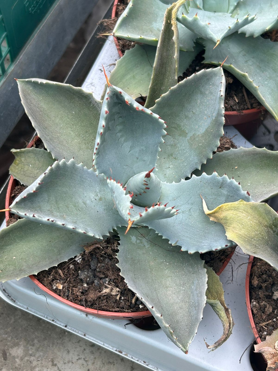 Agave potatorum | Succulents \ Agave | Kaktusy, sukulenty i inne ...