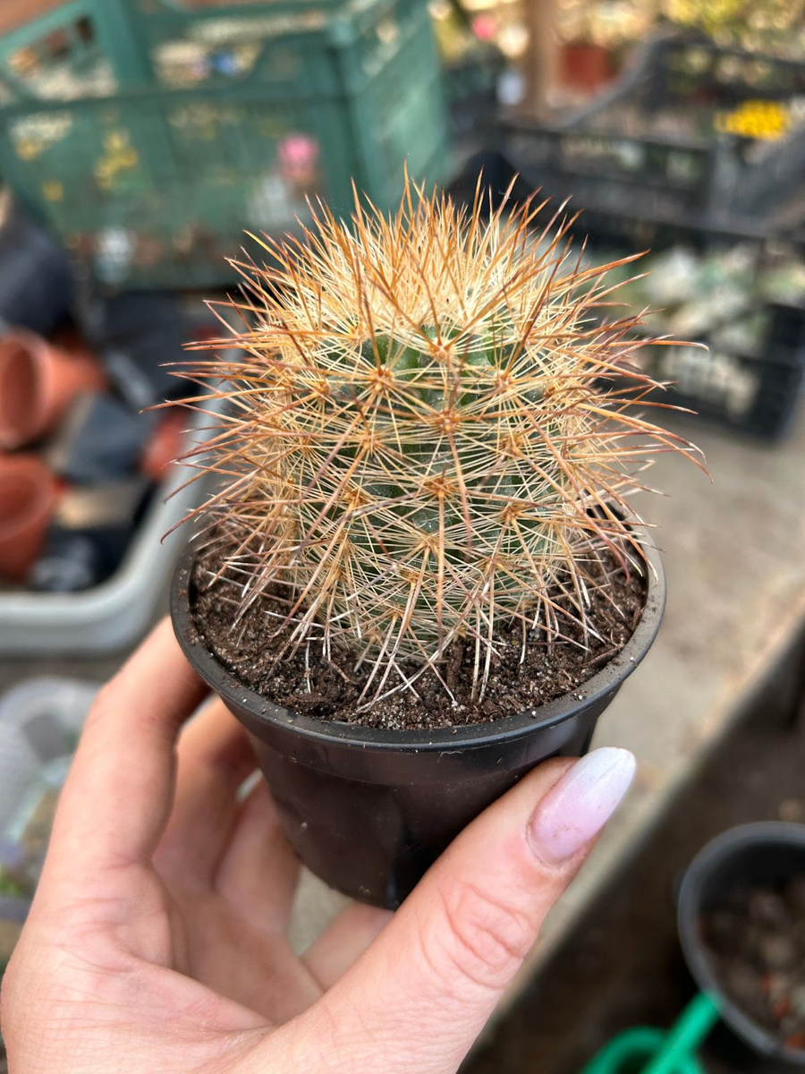 Parodia maxima | Kaktusy \ Parodia | Kaktusy, sukulenty i inne rośliny ...