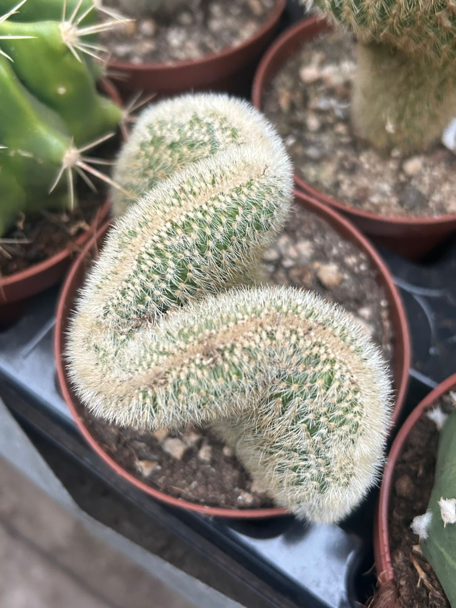 Cleistocactus jujuyensis 'Cristata' | Cactuses \ Cleistocactus ...