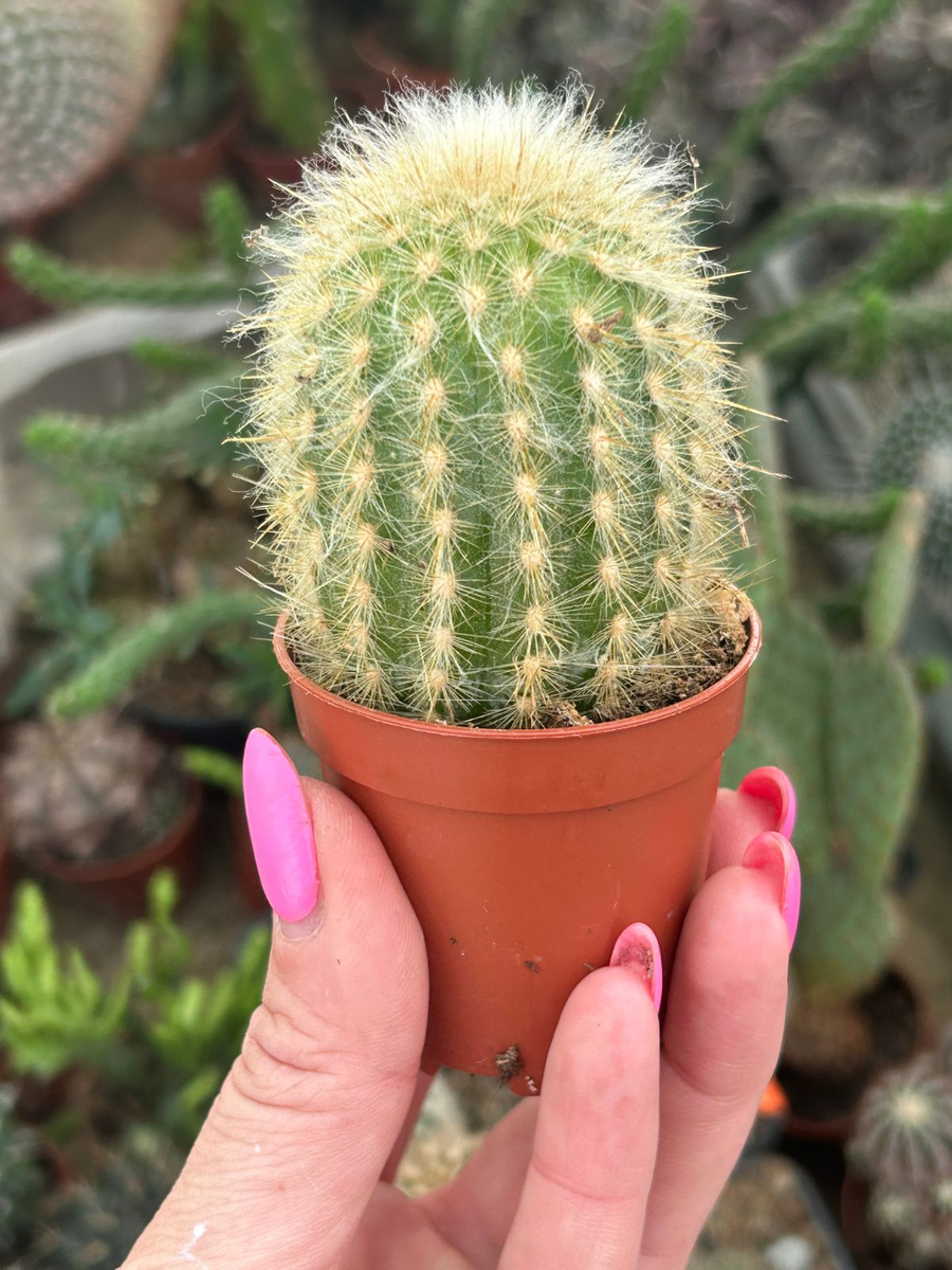 Espostoa mirabilis | Cactuses \ Espostoa | Kaktusy, sukulenty i inne ...