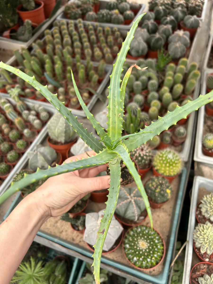 Aloe arborescens 'Variegata' | Succulents \ Aloe | Kaktusy, sukulenty i inne rośliny - CandyCacti