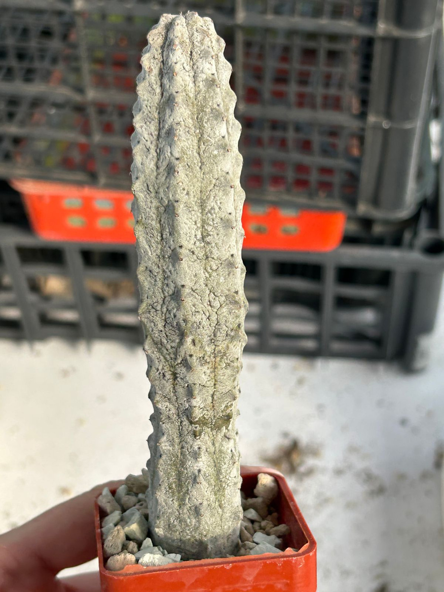 Euphorbia abdelkuri | Succulents \ Euphorbia | Kaktusy, sukulenty i ...