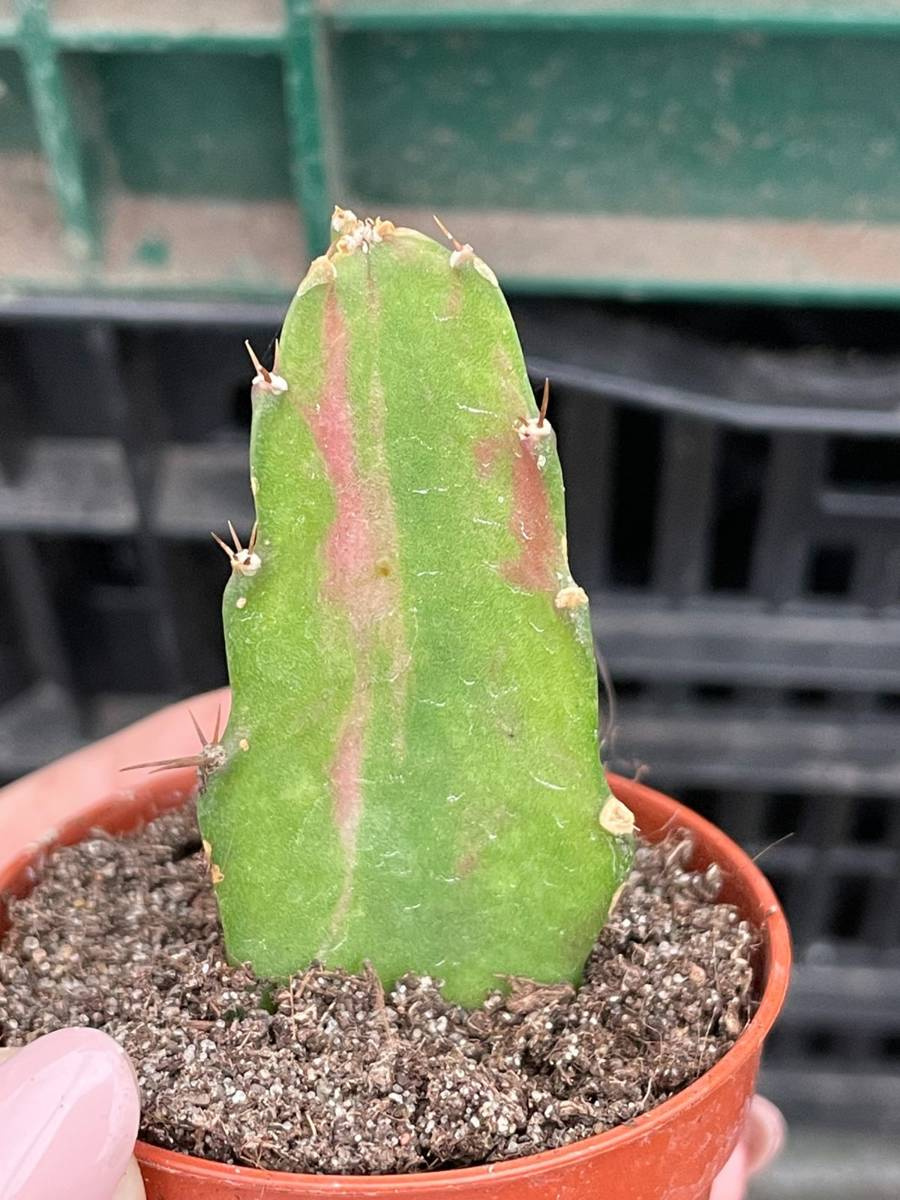 Chimera Hylocalicium 'Variegata' | Mutants \ Chimera | Kaktusy ...