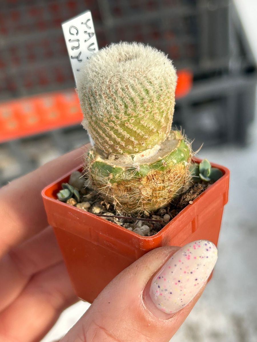 Yavia cryptocarpa | Cactuses \ Yavia | Kaktusy, sukulenty i inne ...