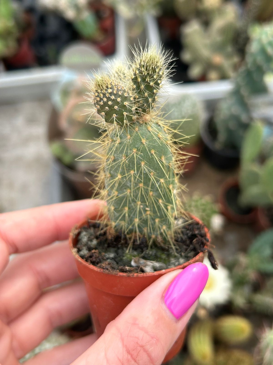 Opuntia galapageia ENDEMIT | Cactuses \ Opuntia | Kaktusy, sukulenty i ...