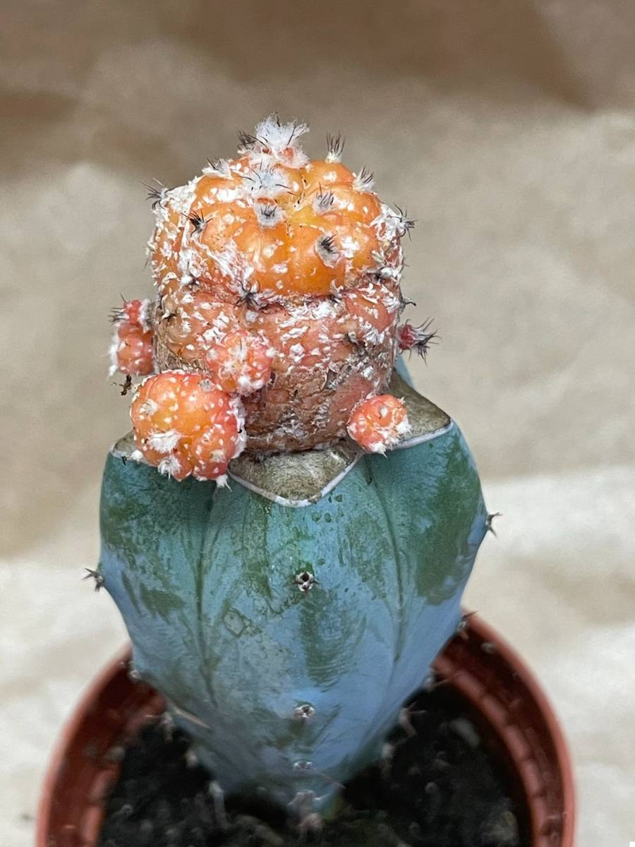 Astrophytum asteria 'Orange' | Cactuses \ Astrophytum Mutants ...