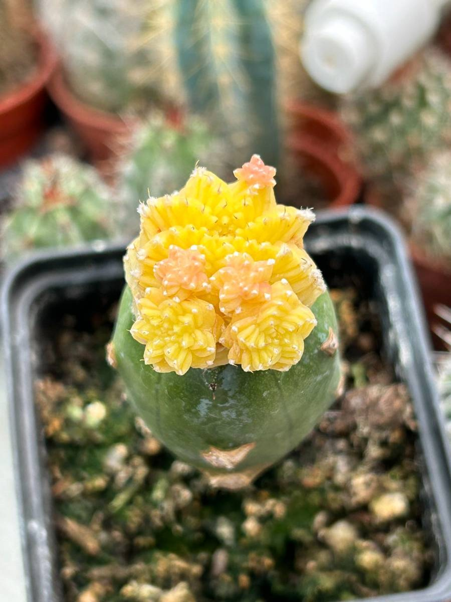 Aztekium valdezii 'Variegata' | Other plants \ Rarities \ Aztekium ...