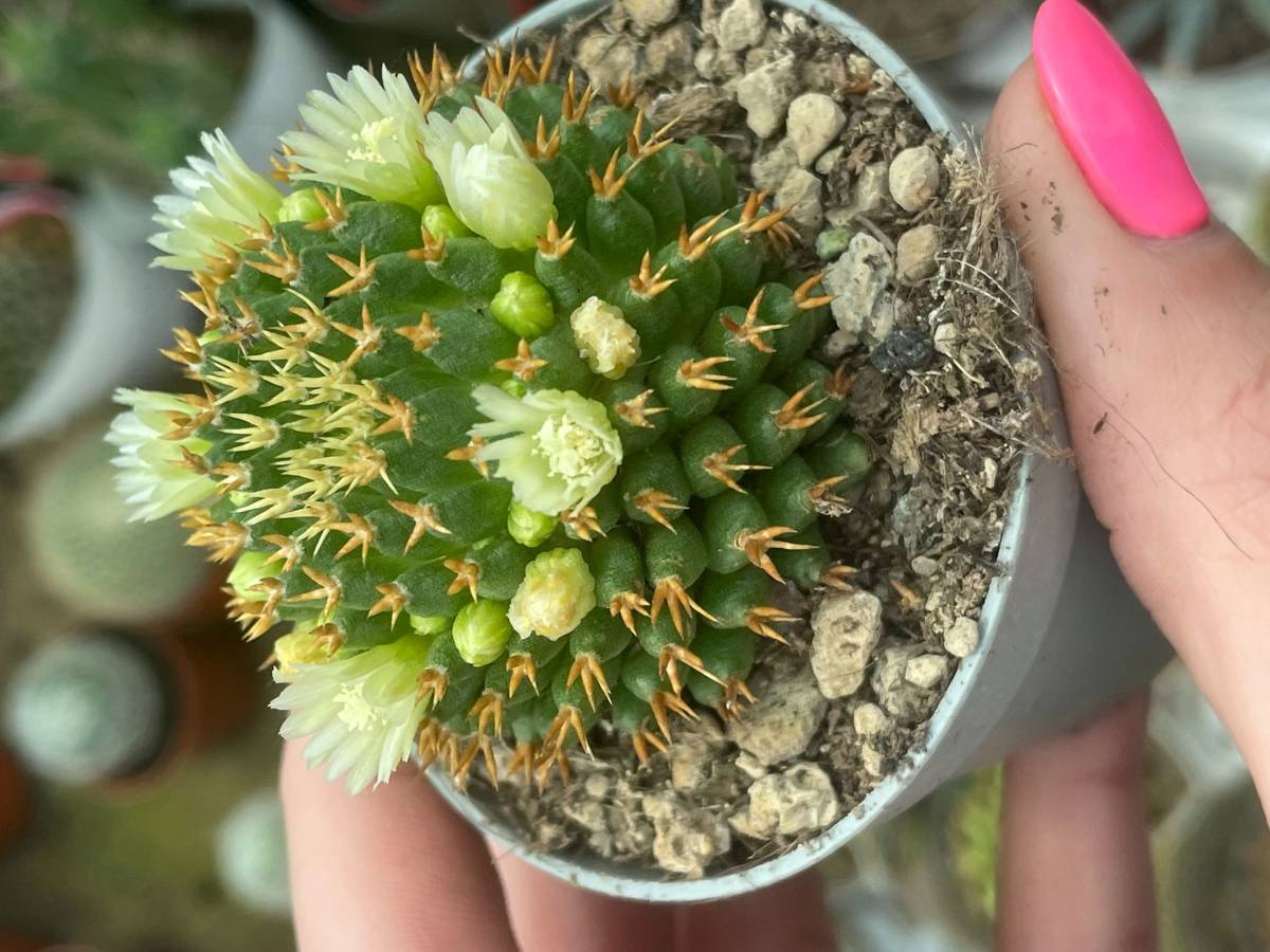 Mammillaria camptotricha cv. BRU | Kaktusy \ Dolichothele | Kaktusy, sukulenty i inne rośliny ...