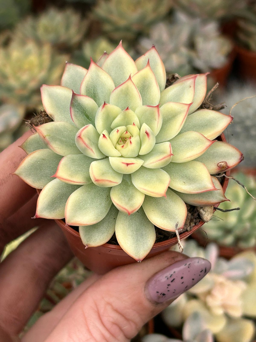 Echeveria mebina 'Variegata' | Succulents \ Echeveria | Kaktusy, sukulenty i inne rośliny ...