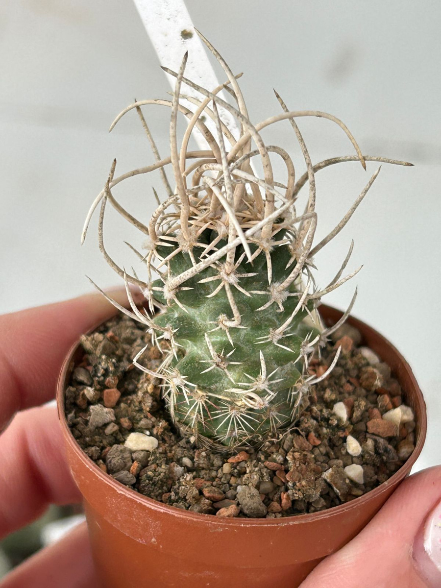 Navajoa peeblesiana var. fickeisenii SB903 Houserock Valley, AZ ...