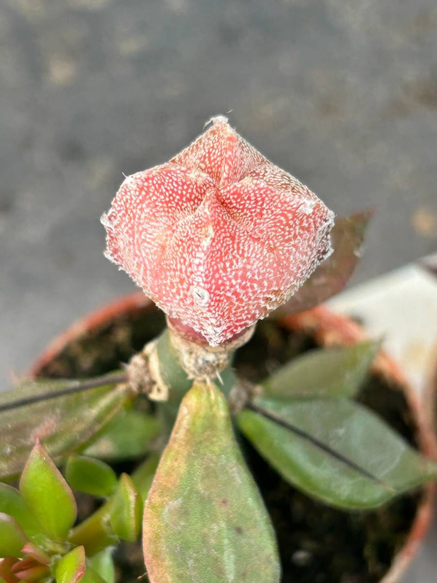 Astrophytum myriostigma 'Red Variegata' | Mutants \ Astrophytum ...