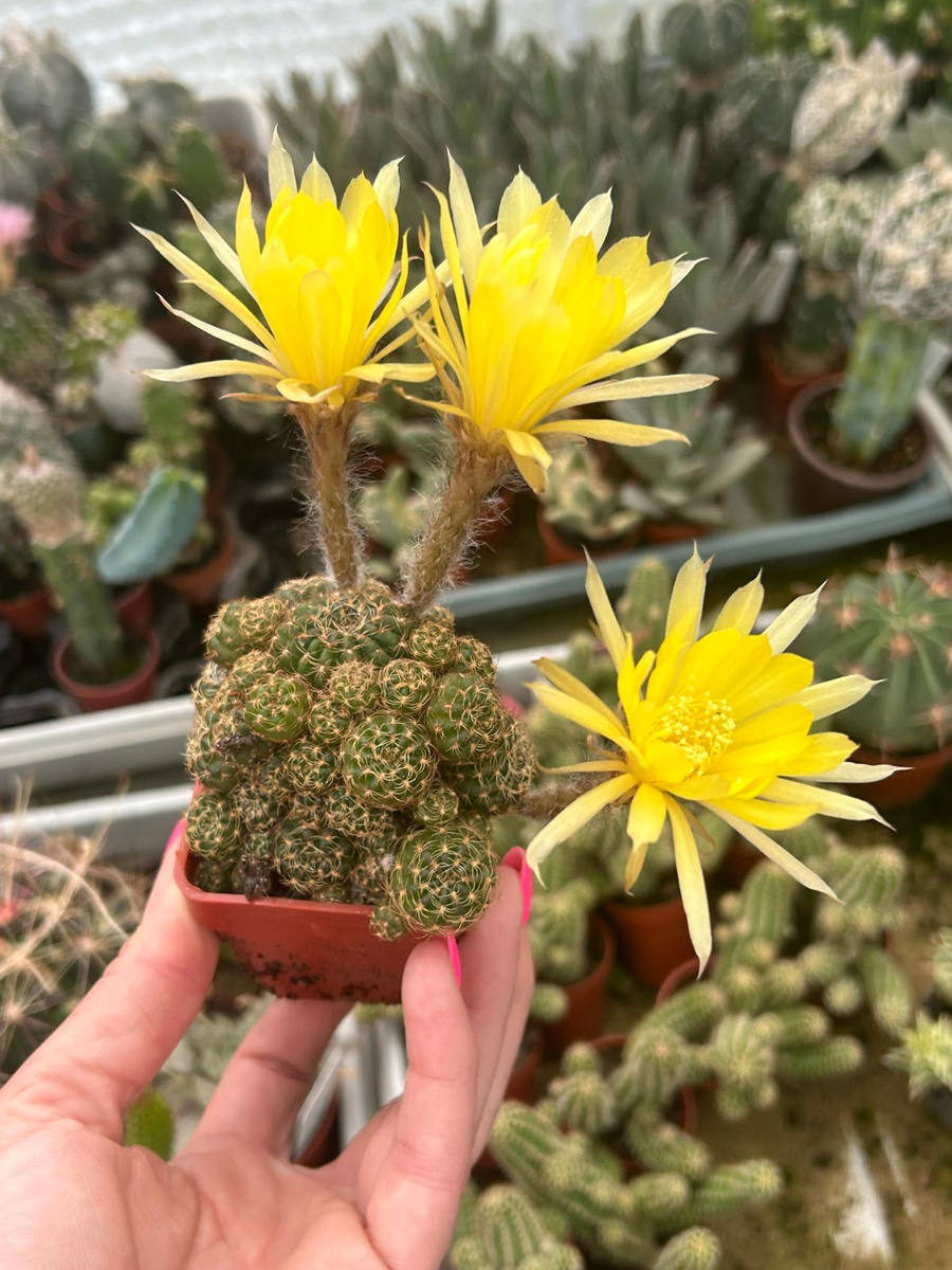 Lobivia arachnacantha YELLOW FLOWERS | Cactuses \ Lobivia Maxi blooming ...