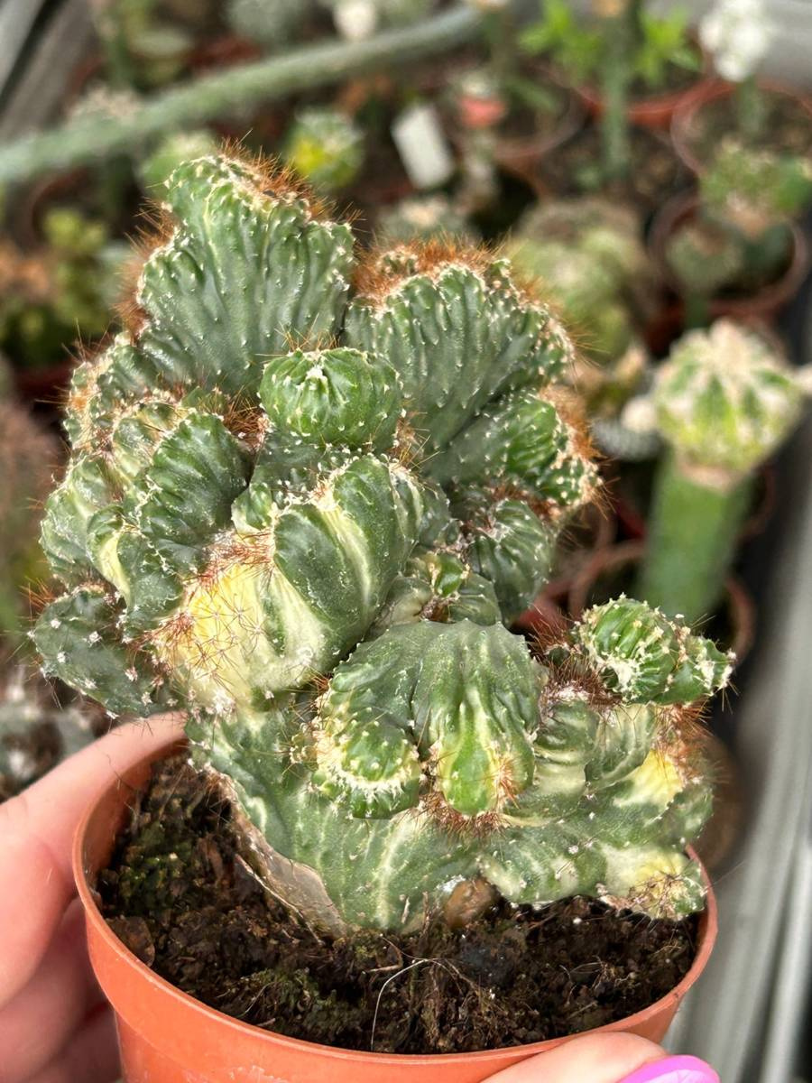 Cereus peruvianus 'Monstruosa Variegata' | Cactuses \ Cereus | Kaktusy, sukulenty i inne rośliny ...