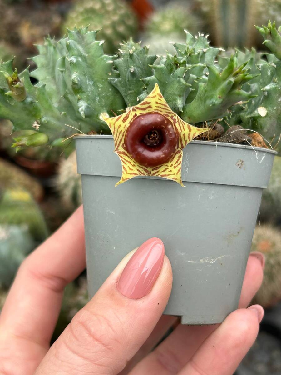 HUERNIA THURETII VAR. PRIMULINA | Succulents \ Huernia | Kaktusy ...