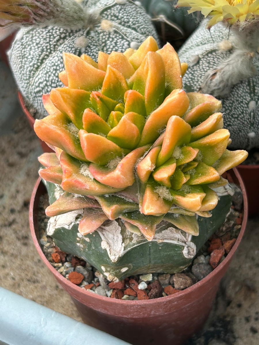 Ariocarpus scapharostrus 'variegata' | Cactuses \ Ariocarpus | Kaktusy ...