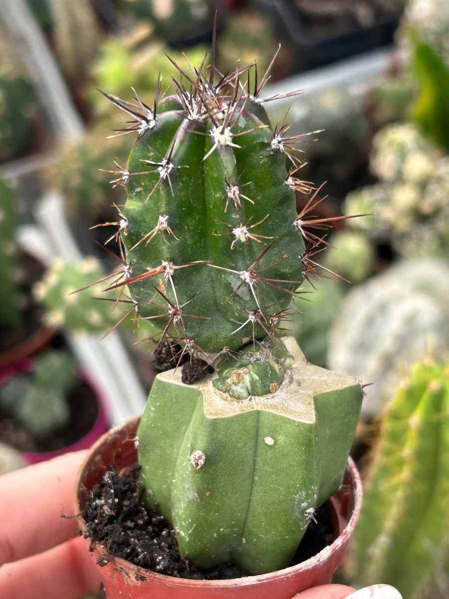 STENOGONIA chimerae | Mutants \ Chimera | Kaktusy, sukulenty i inne ...