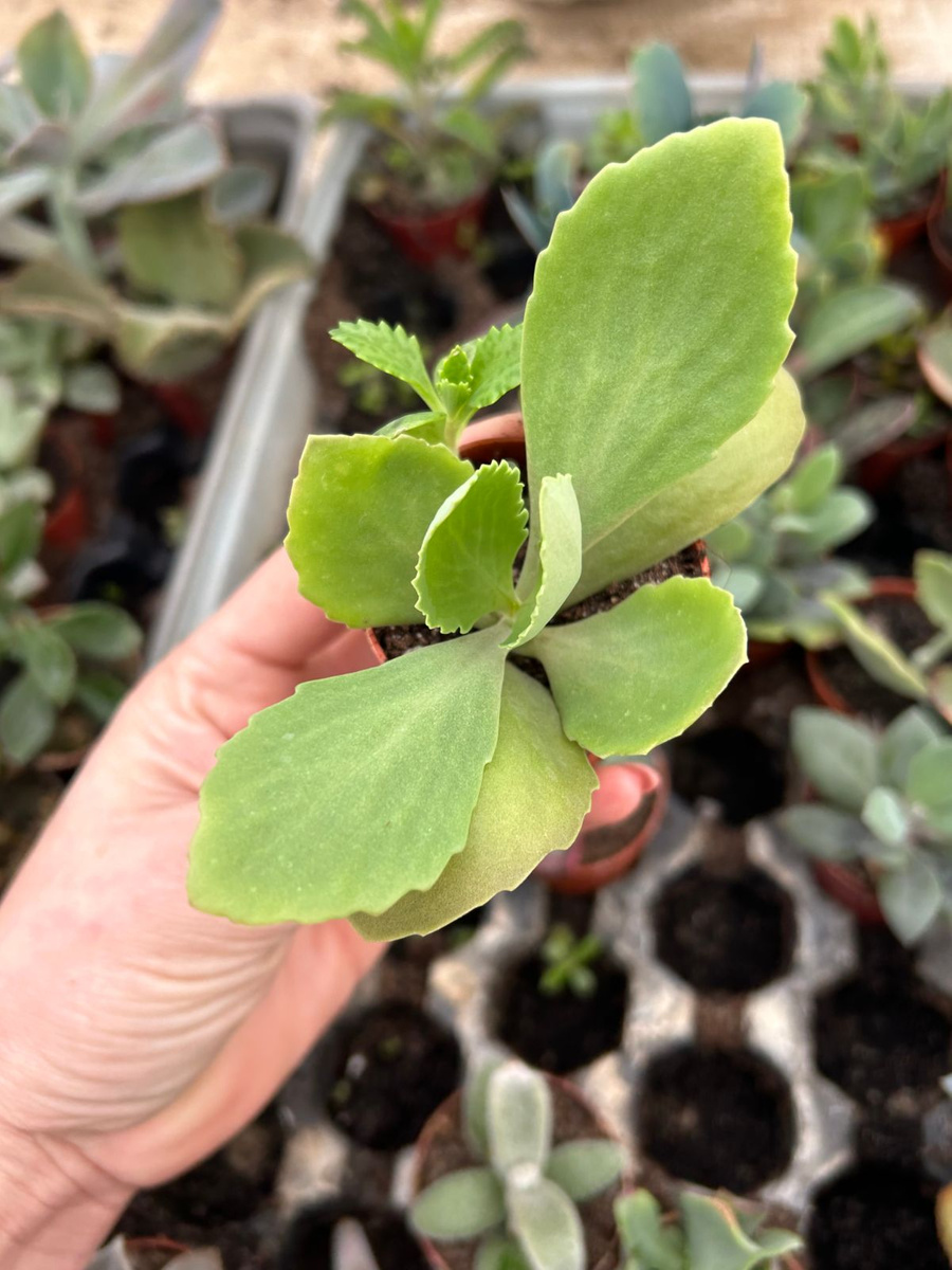 Kalanchoe peteri | Sukulenty \ Kalanchoe | Kaktusy, sukulenty i inne rośliny - CandyCacti