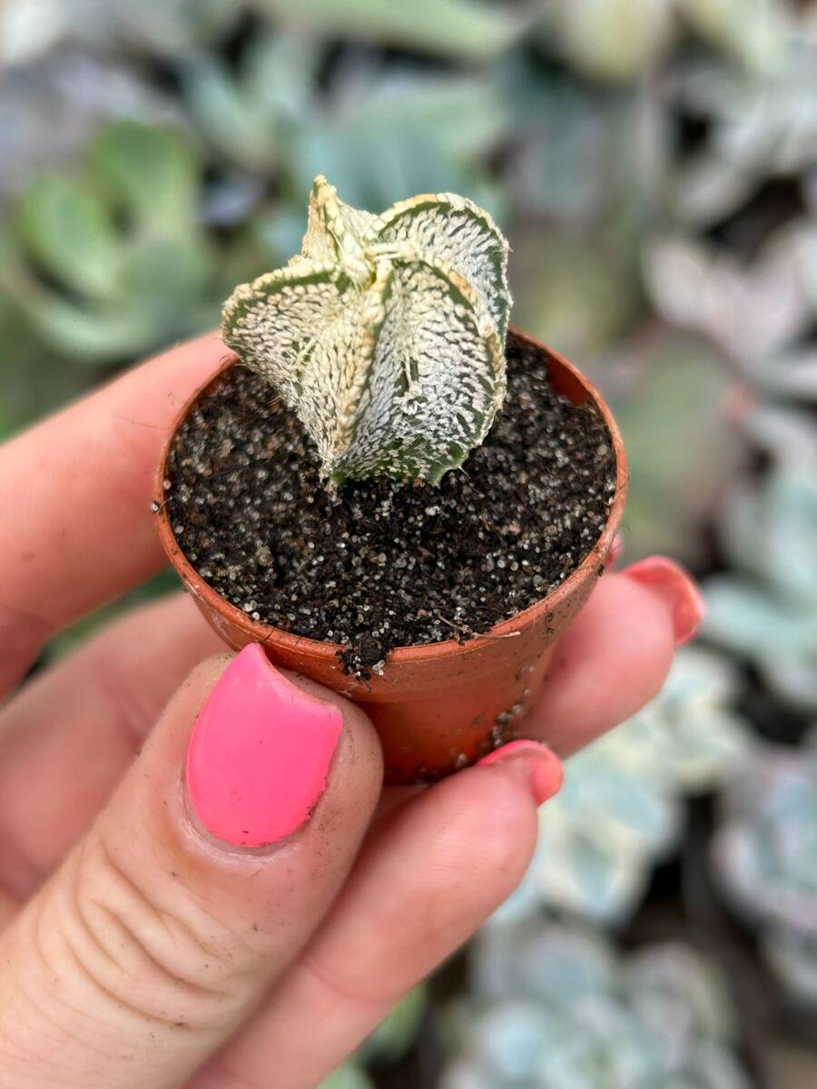 Astrophytum supercoahuilense | Cactuses \ Astrophytum Mutants ...
