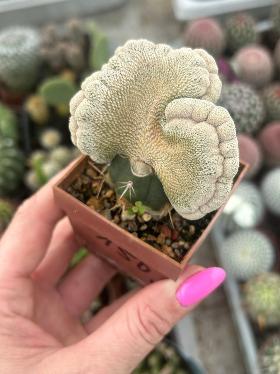 Epithelantha bokei 'Cristata' KSM735 Ocampo Coah Gluadelupe | Cactuses \ Epithelantha | Kaktusy ...