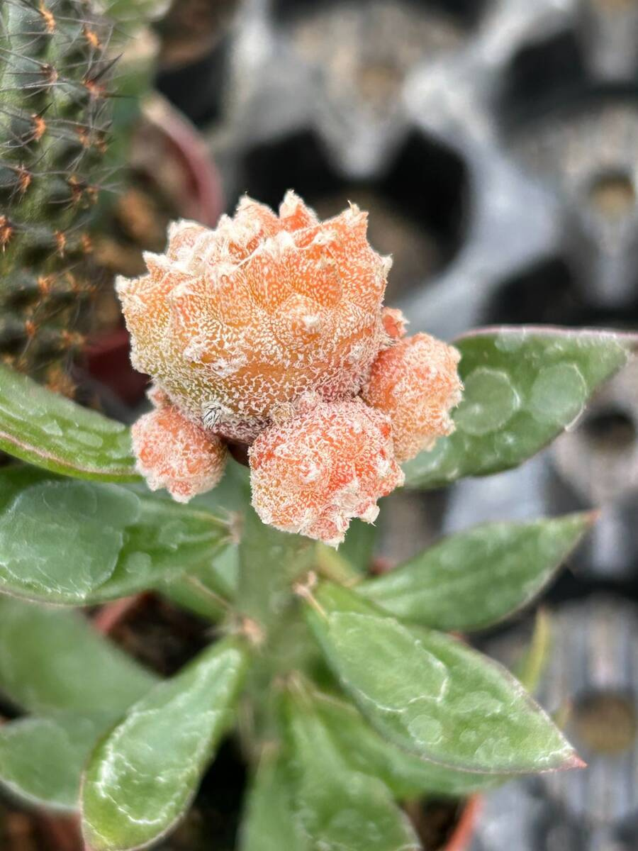 Astrophytum myriostigma 'Kikko Variegata Cristata' | Kaktusy \ Astrophytum | Kaktusy, sukulenty ...