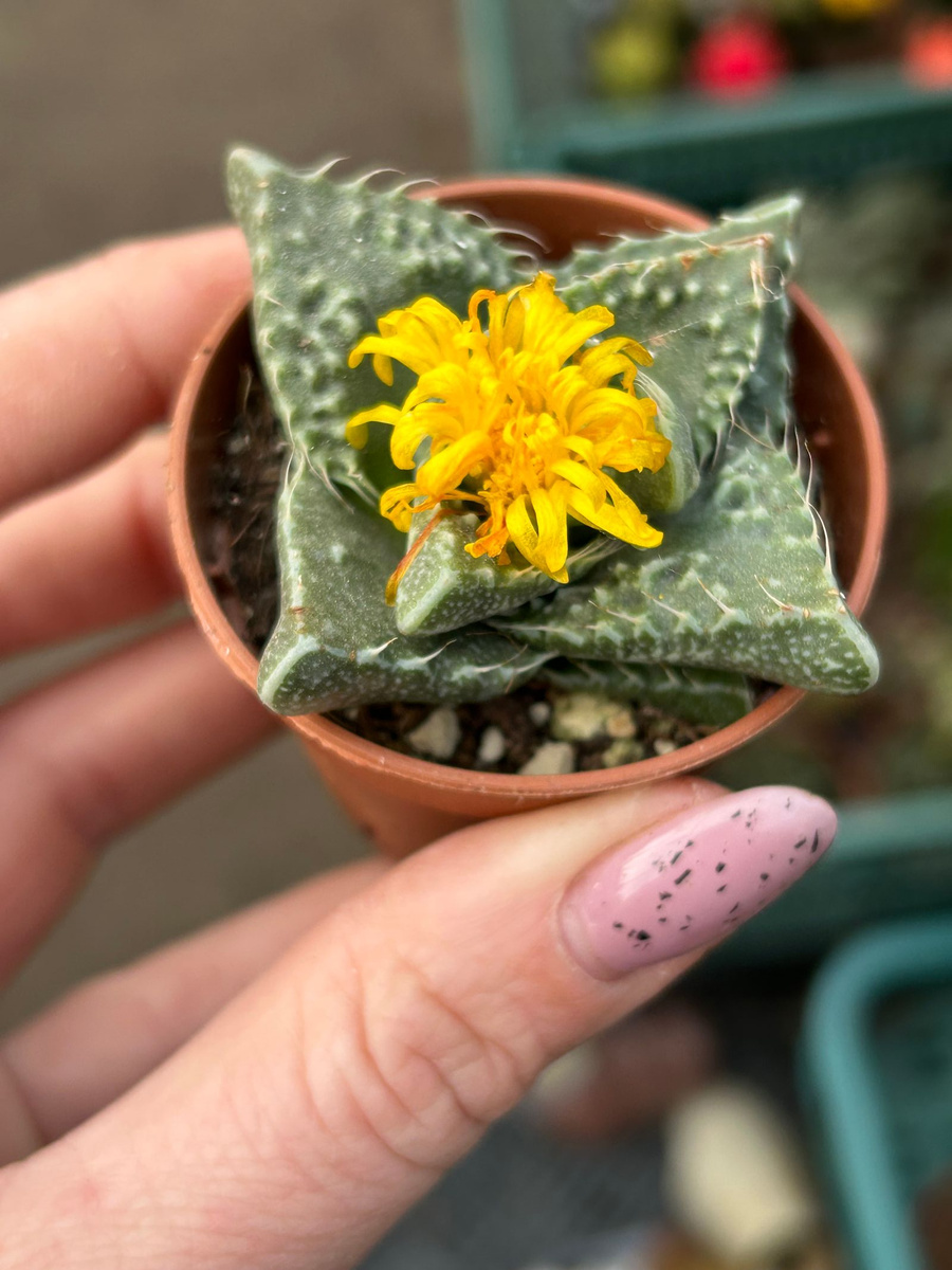 Faucaria tuberculosa | Succulents \ Faucaria Maxi blooming | Kaktusy ...