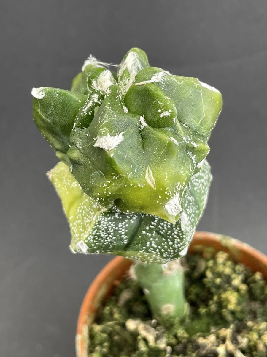 2092. Astrophytum myriostigma 'Monstruosa Variegata' | Cactuses ...