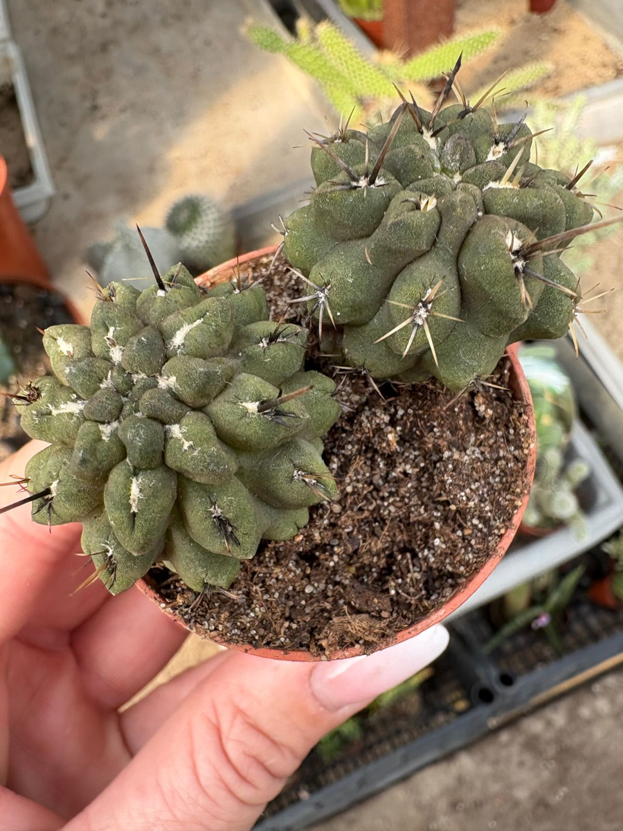 Neochilenia occulta x2 | Cactuses \ Neochilenia Mini | Kaktusy ...
