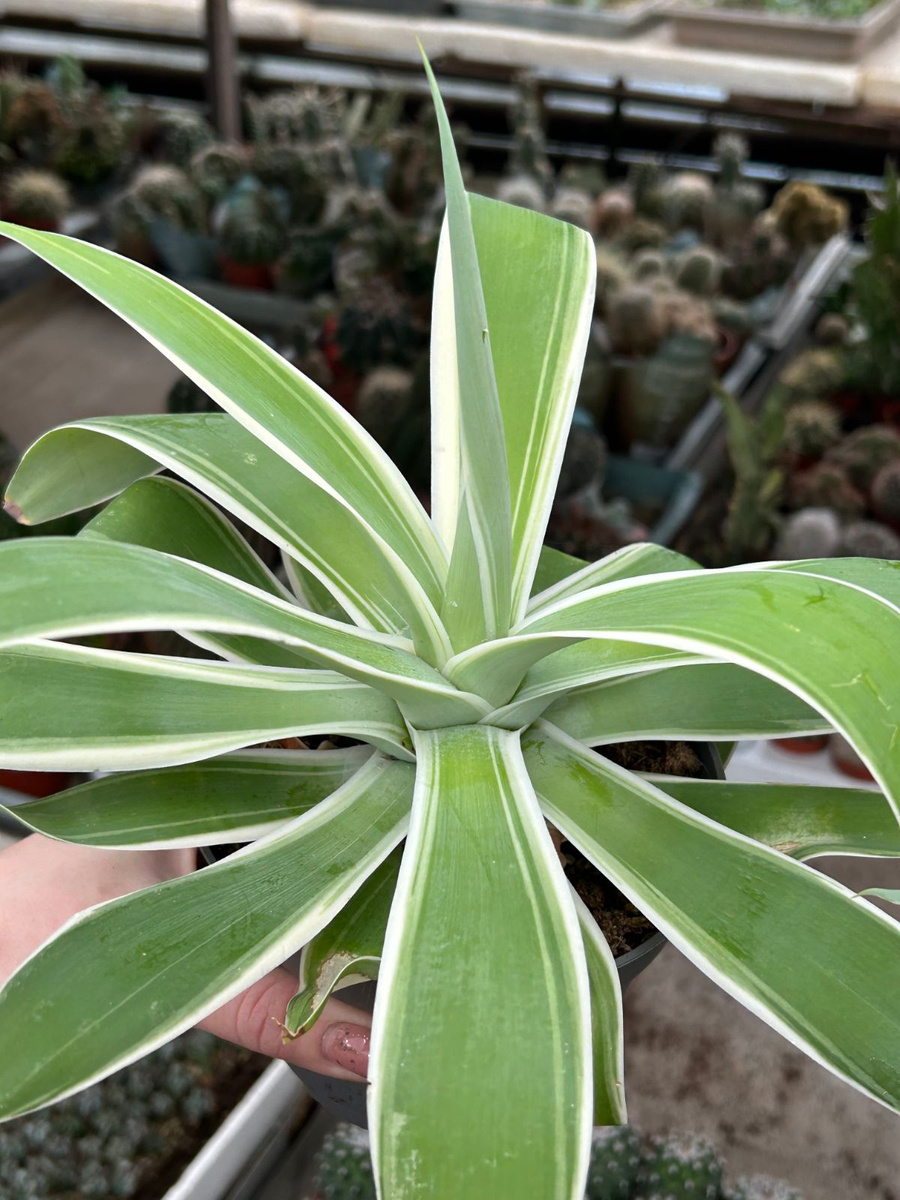 Agave attenuata 'Ray of Light' | Succulents \ Agave | Kaktusy ...