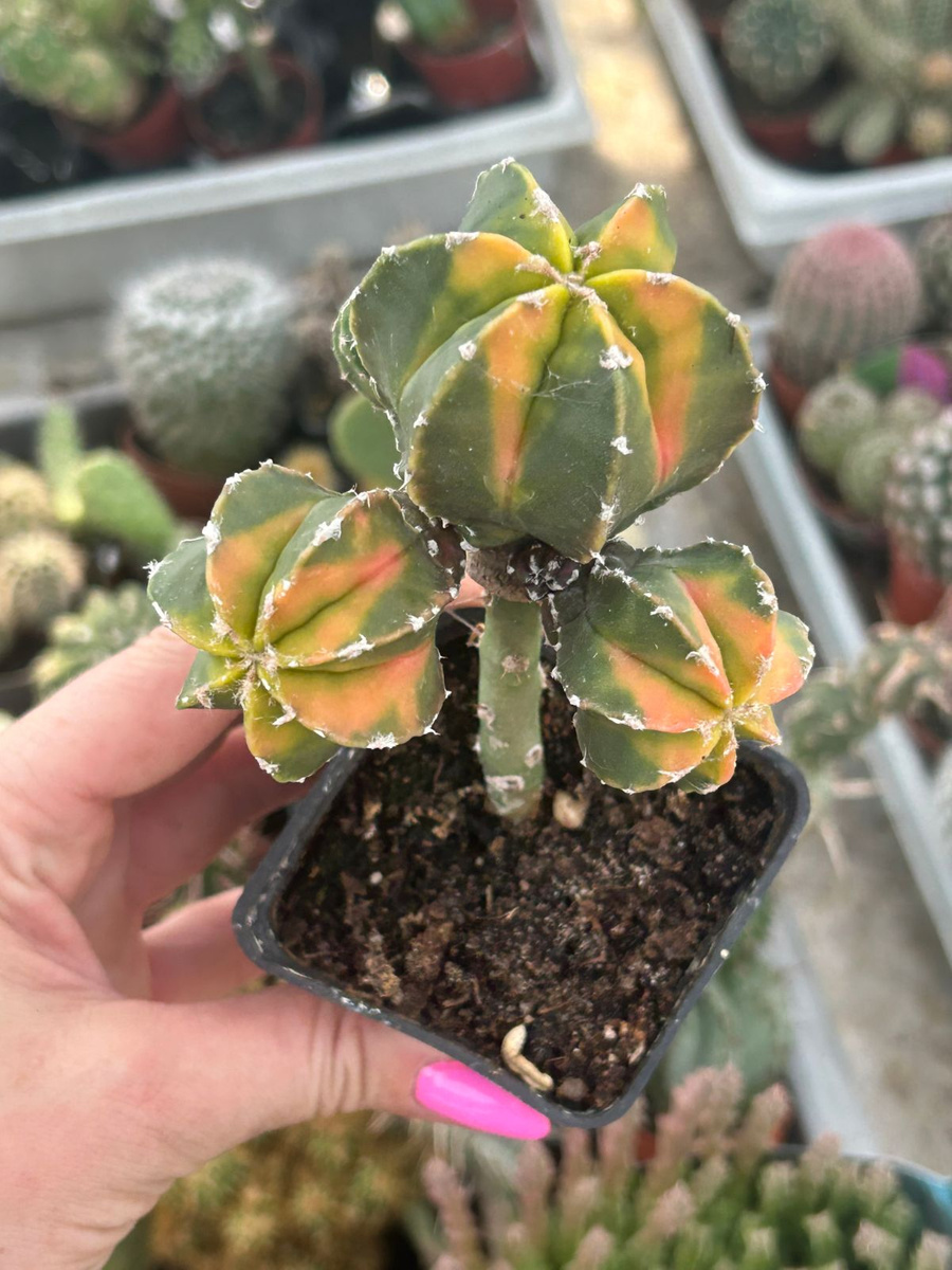 Astrophytum myriostigma 'Variegata' | Mutants Cactuses \ Astrophytum ...