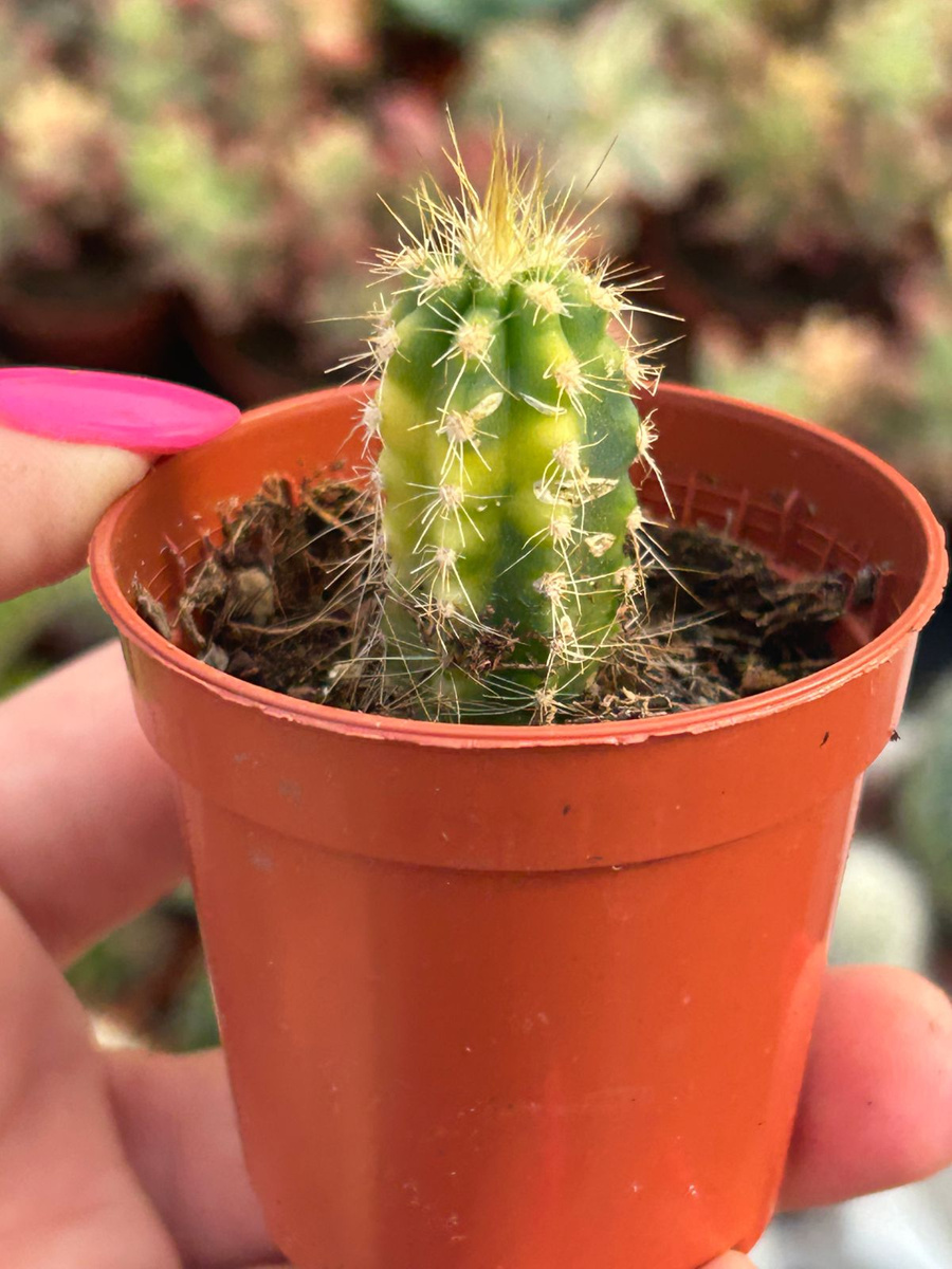 Pilosocereus azureus 'Variegata' | Cactuses \ Pilosocereus | Kaktusy, sukulenty i inne rośliny ...