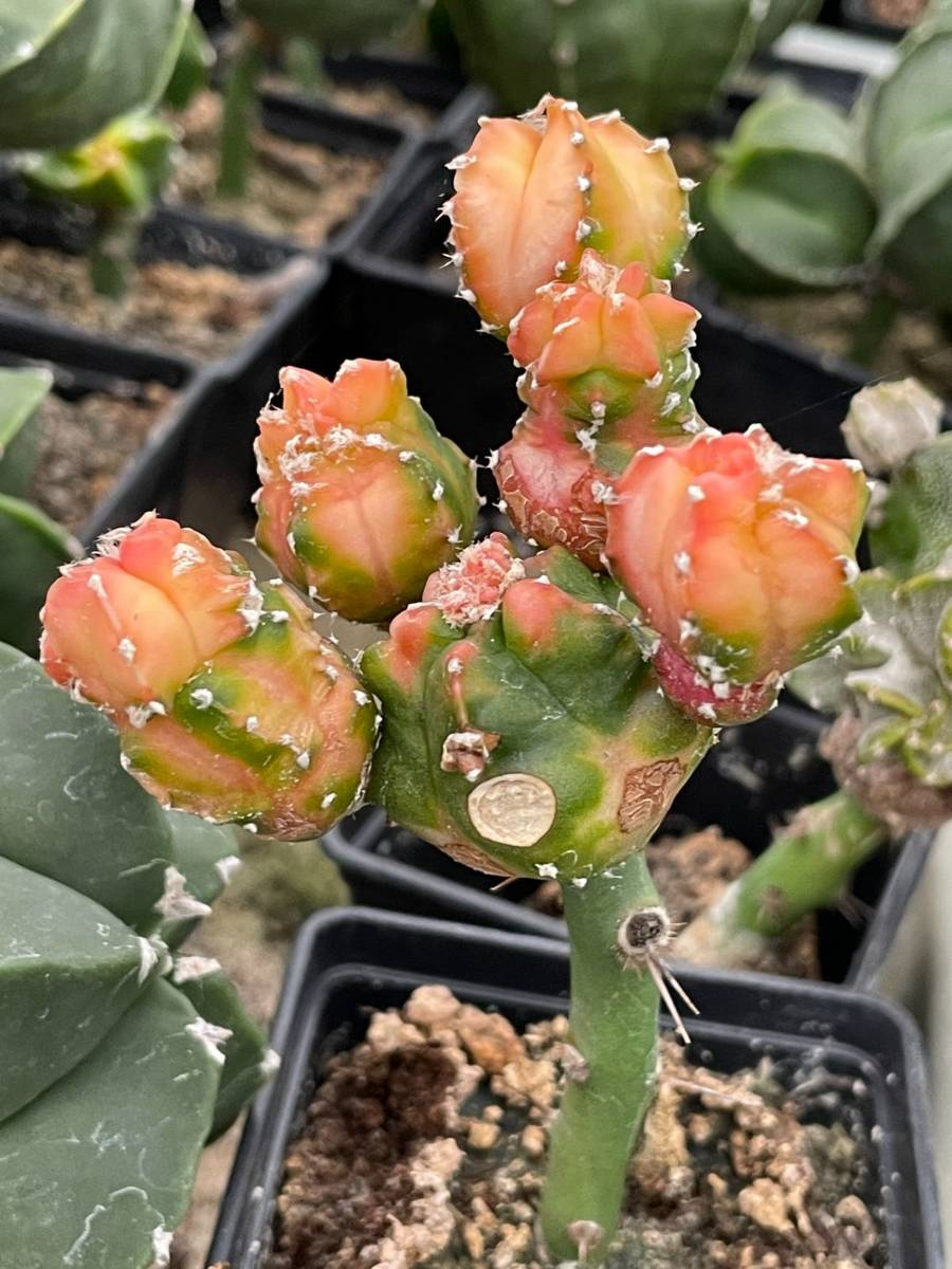 Astrophytum myriostigma 'Variegata Ufo Form' | Mutants Cactuses ...