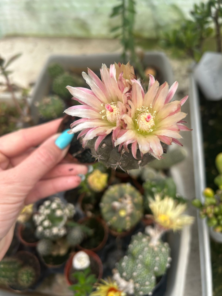 Neoporteria occulta | Cactuses \ Neoporteria | Kaktusy, sukulenty i ...