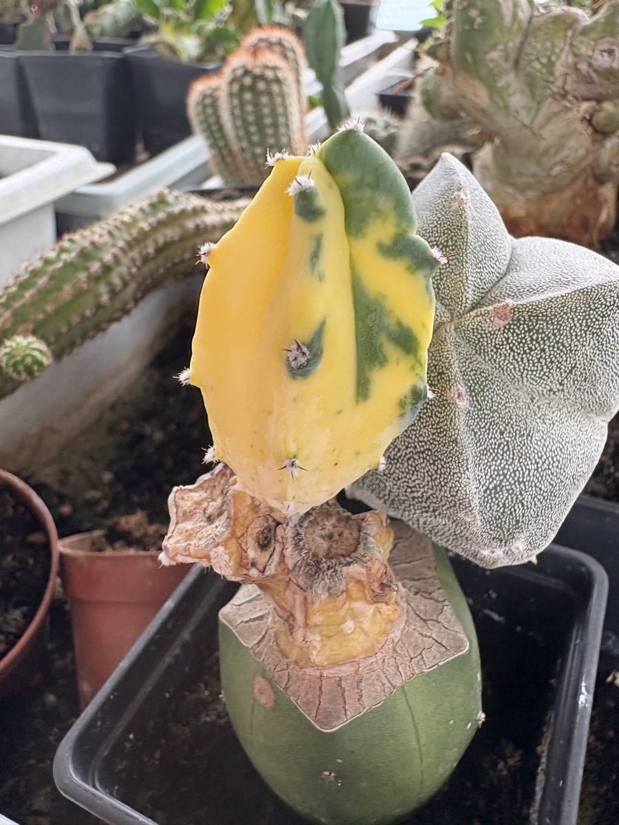 Myrtillocactus geometrizans 'Variegata' | Mutants \ Myrtillocactus | Kaktusy, sukulenty i inne ...