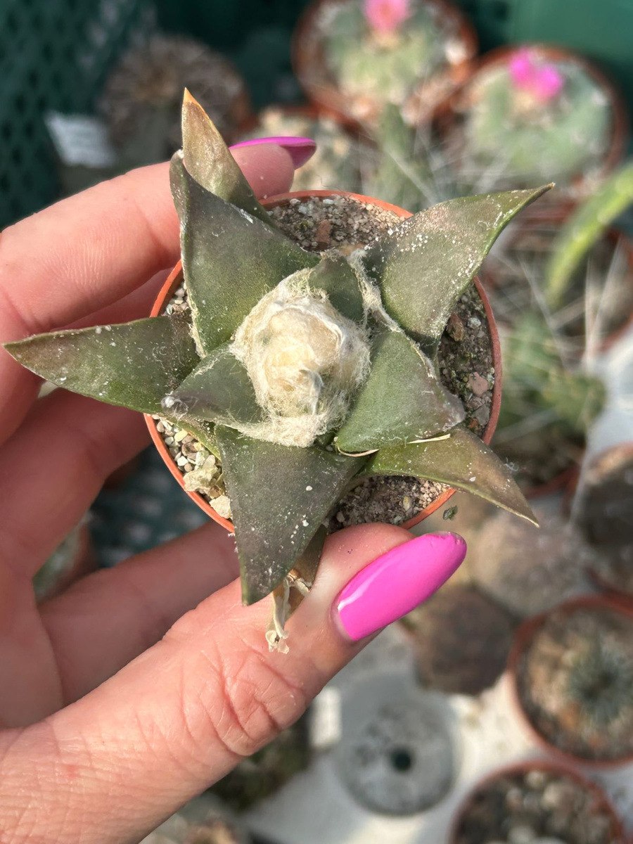 Ariocarpus confusus LH 471 La Escondida | Cactuses \ Ariocarpus ...