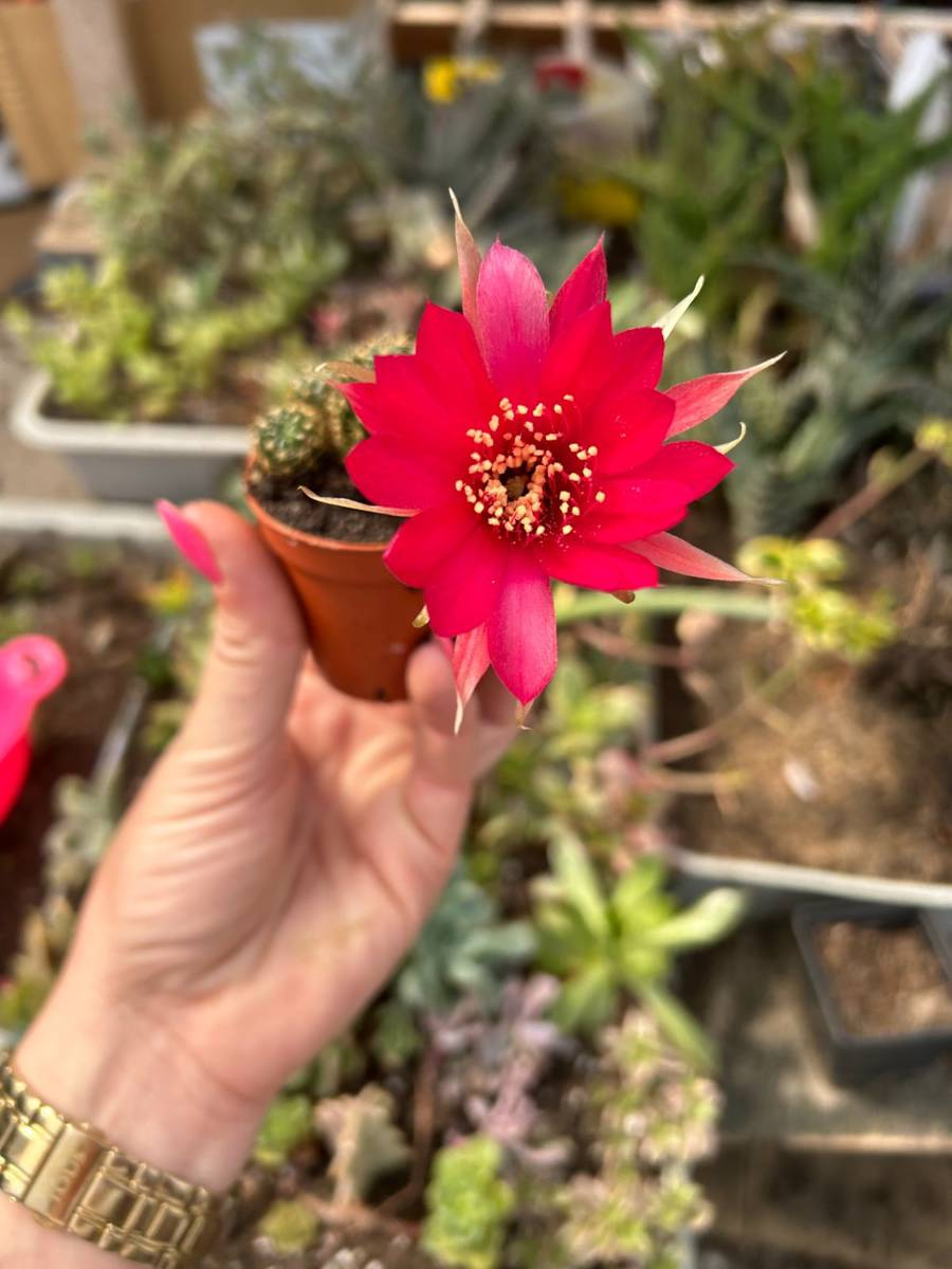 Lobivia arachnacantha | Cactuses \ Lobivia Maxi blooming | Kaktusy ...