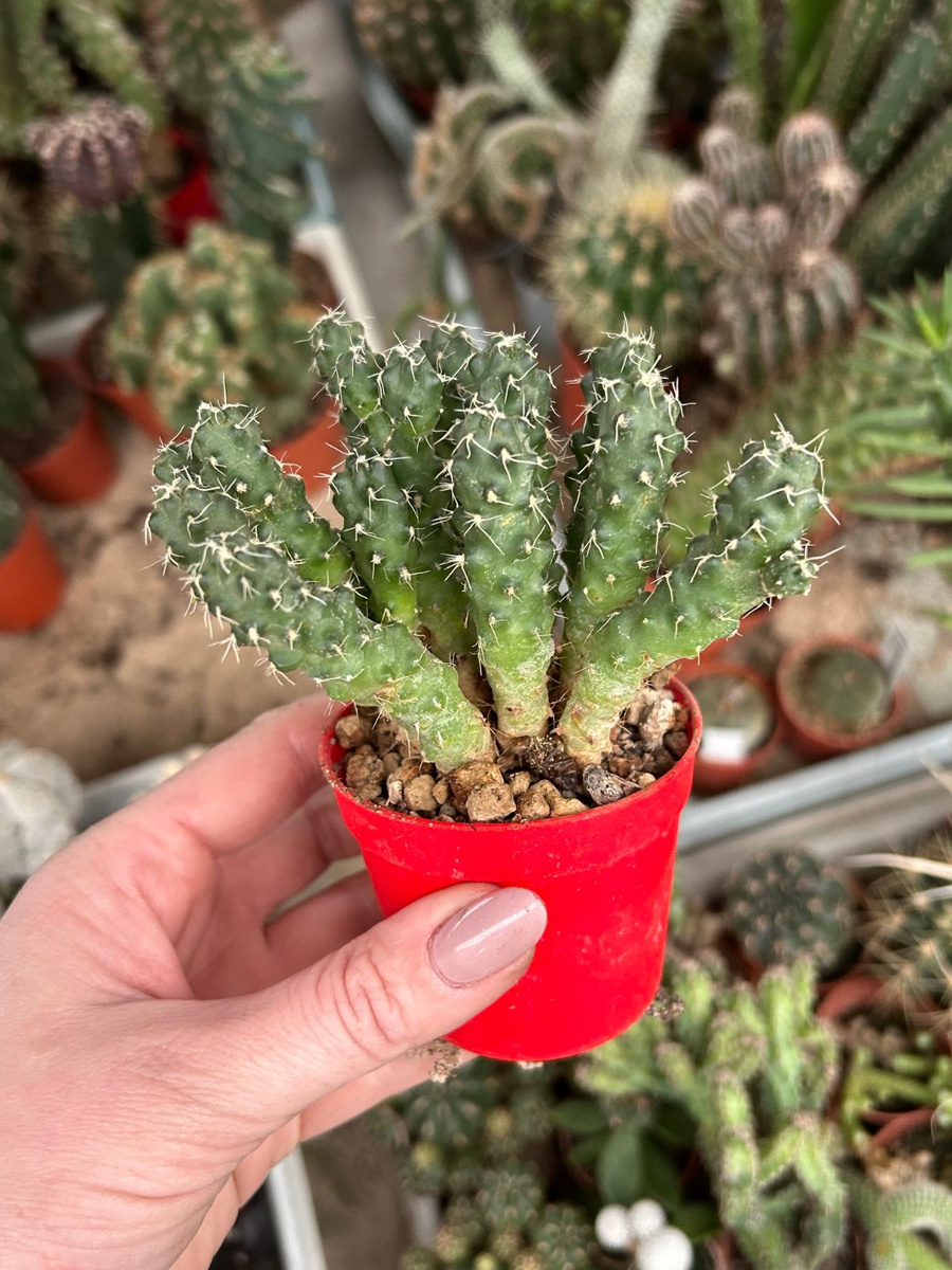 Puna subterranea f. incahuasi | Cactuses \ Puna | Kaktusy, sukulenty i ...