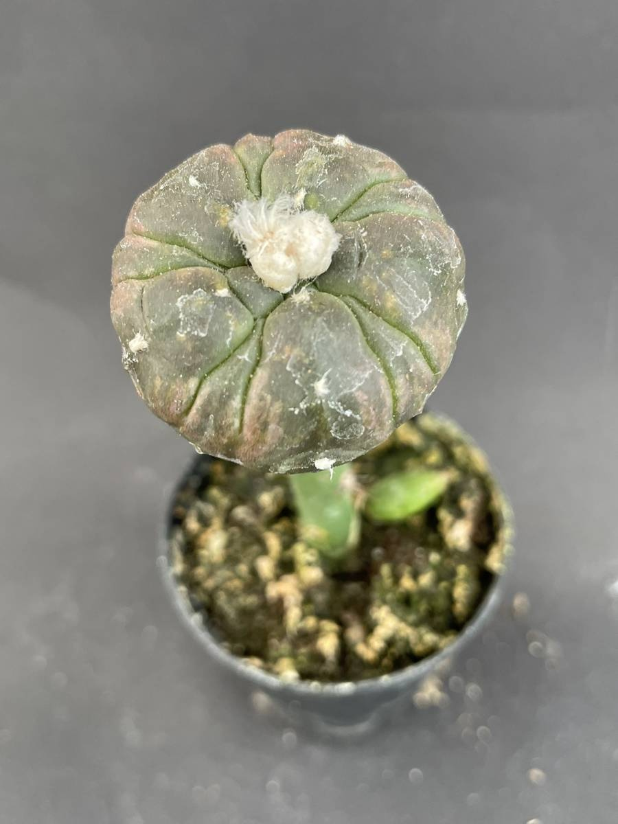 2102. Astrophytum asterias 'Purple Turtle' | Cactuses \ Astrophytum ...