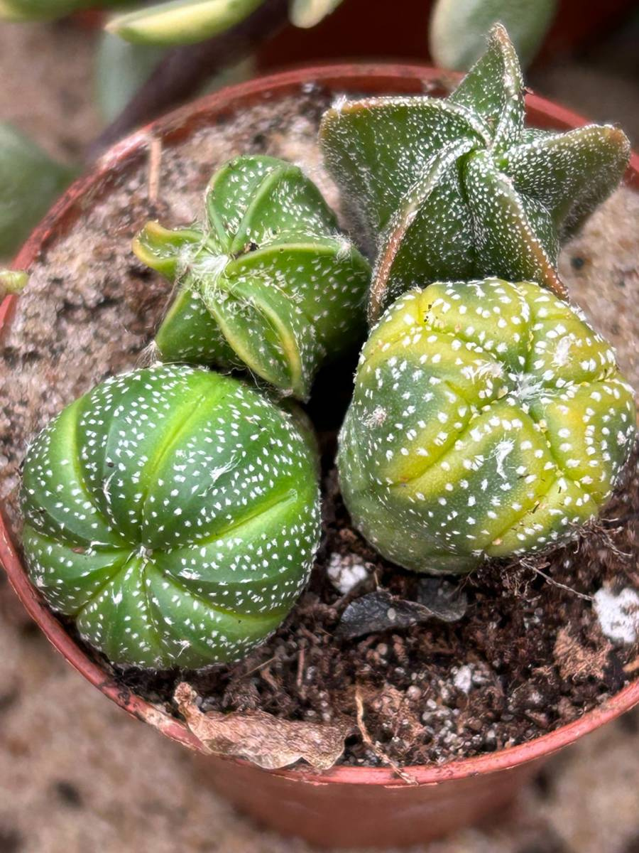 Astrophytum MIX mutants INTERESTING FORMS of seedlings group | Cactuses ...