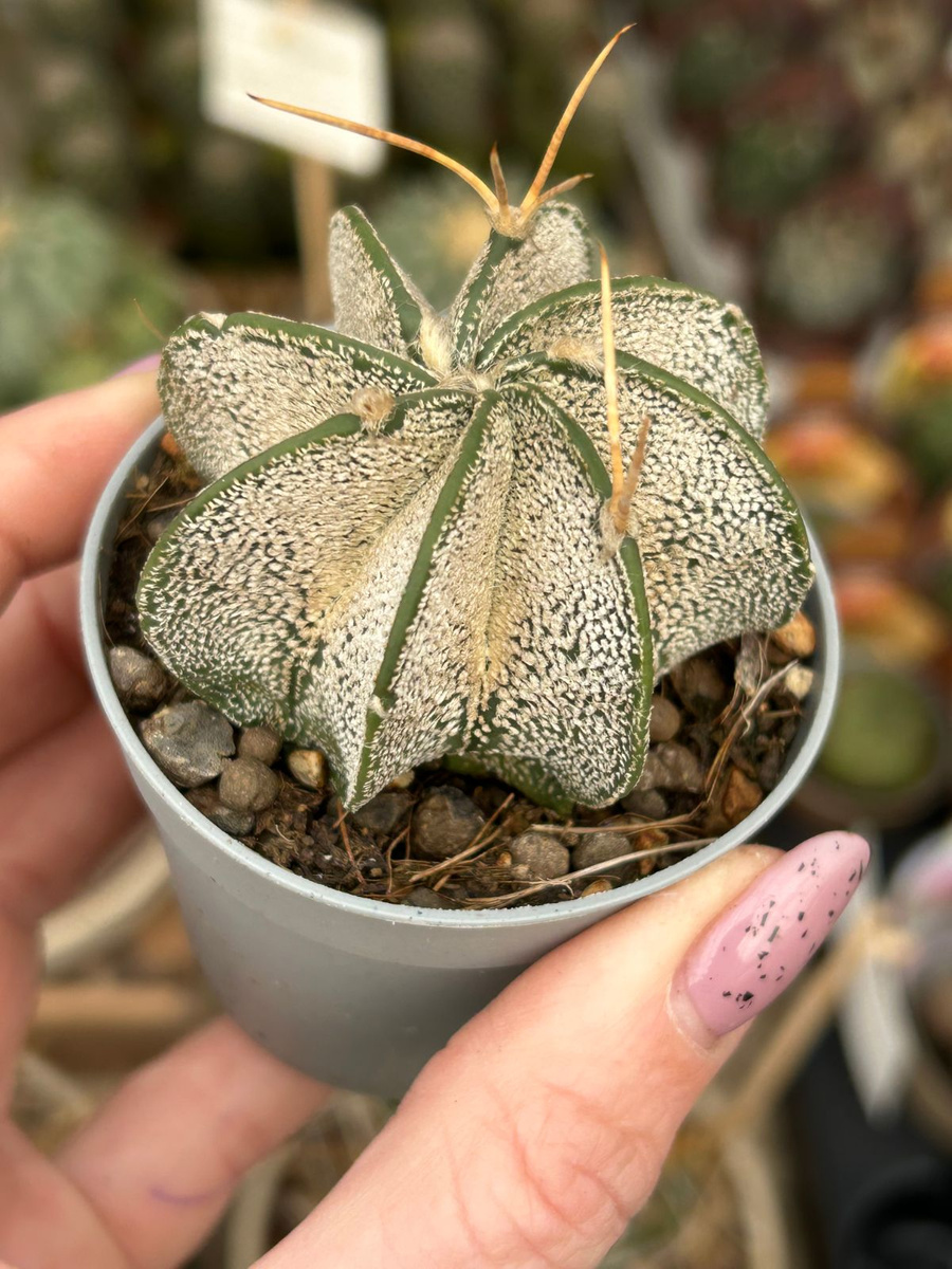 Astrophytum capricorne | Kaktusy \ Astrophytum | Kaktusy, sukulenty i ...