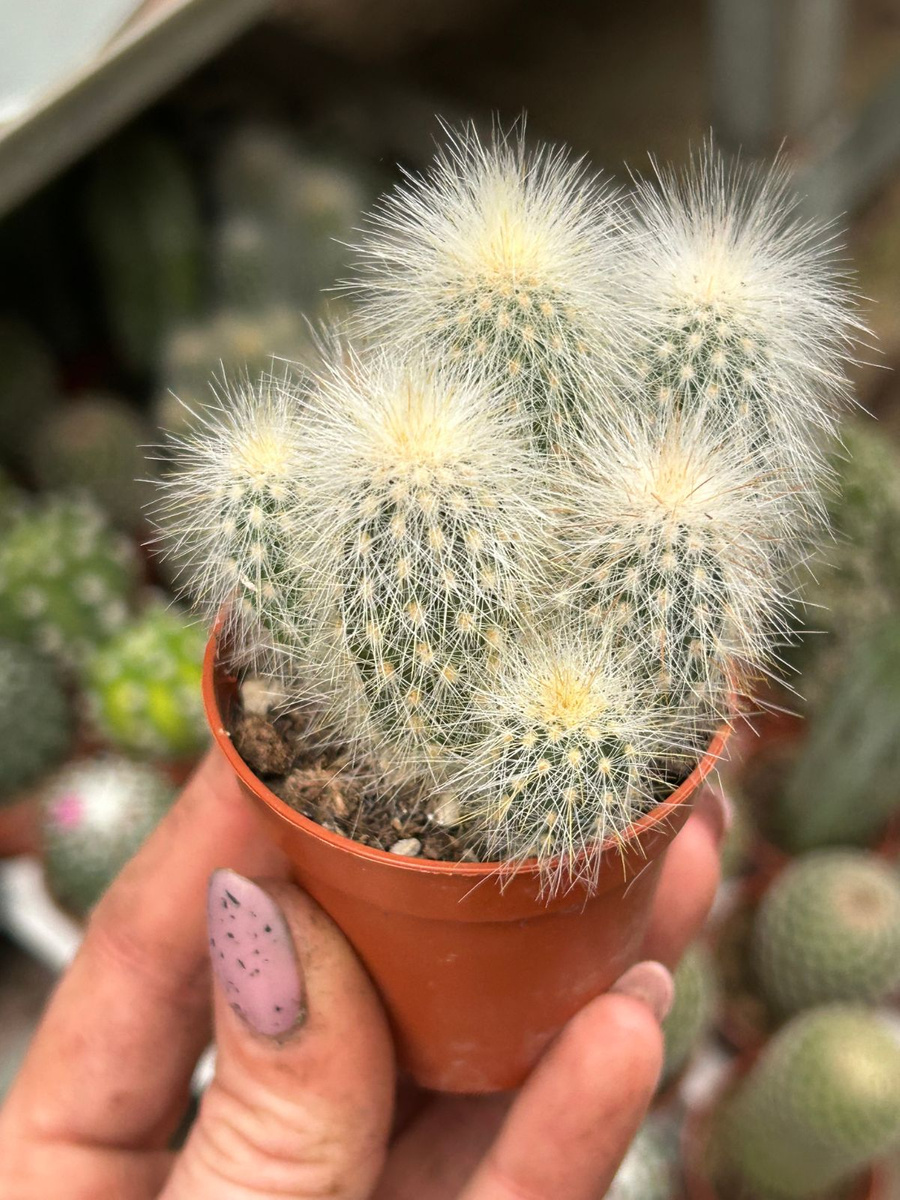 Cleistocactus strausii | Cactuses \ Cleistocactus | Kaktusy, sukulenty ...