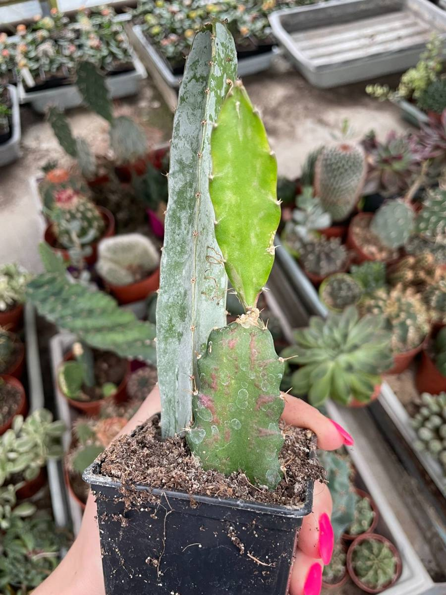 Chimera Hylocalicium 'Variegata' | Mutants \ Chimera | Kaktusy ...