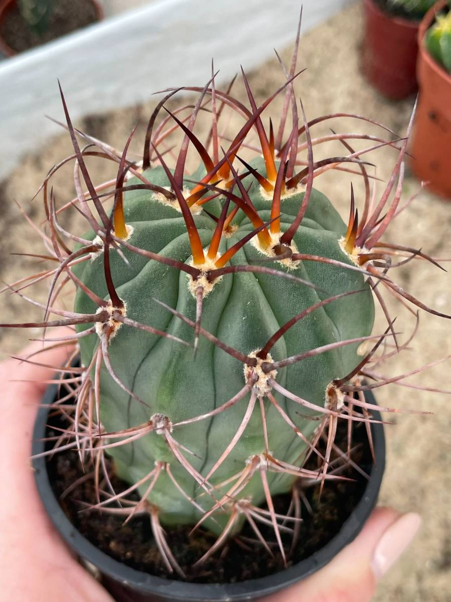 Denmoza rhodacantha | Cactuses \ Denmoza | Kaktusy, sukulenty i inne ...