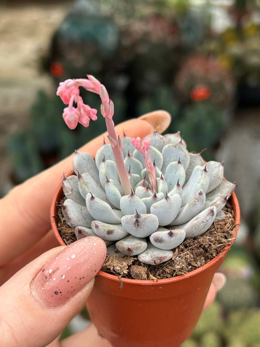 Echeveria cuspidata var. gemmula 'Variegata' | Succulents \ Echeveria | Kaktusy, sukulenty i ...
