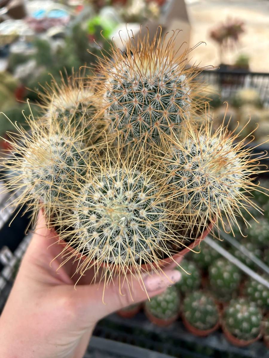Mammillaria magnifica | Cactuses \ Mammillaria Maxi blooming | Kaktusy ...