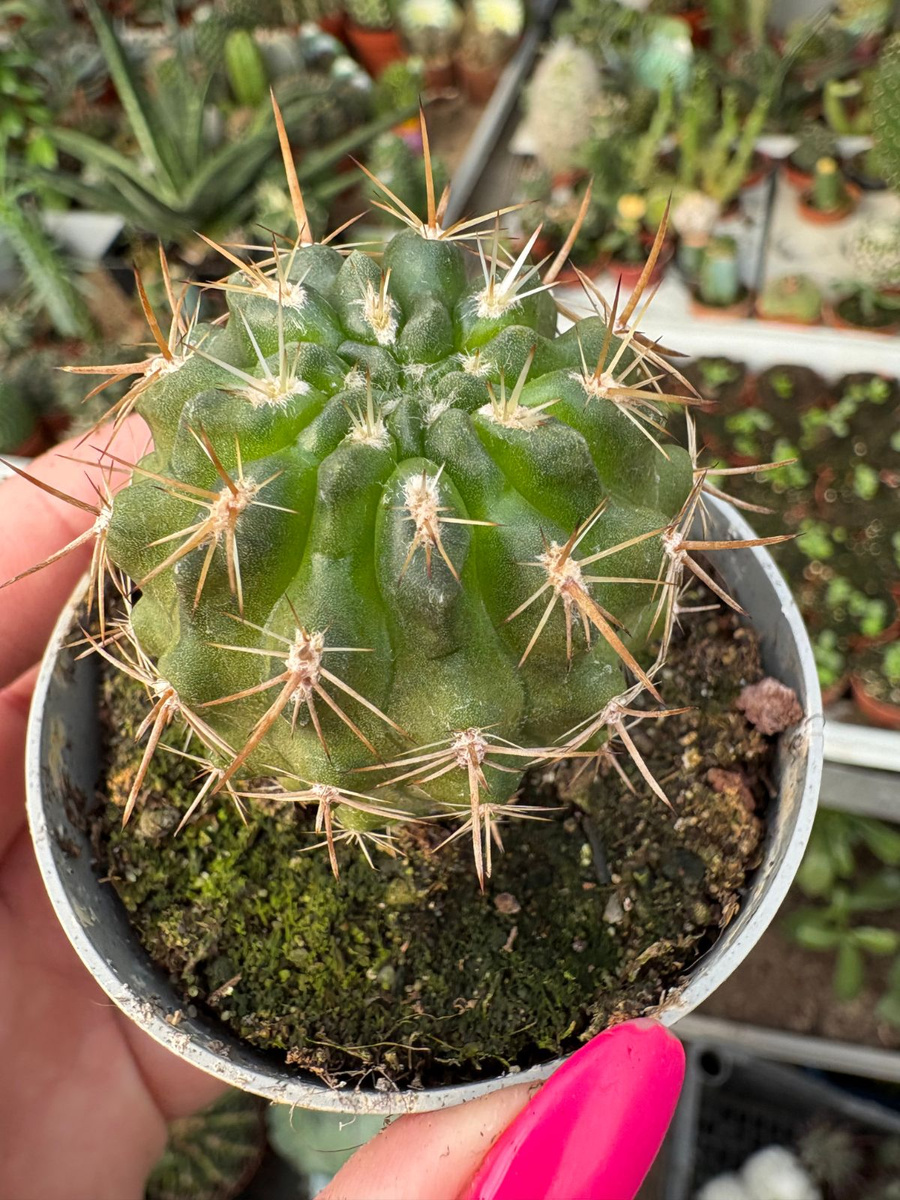 Horridocactus tuberisulcatus | Cactuses \ Horridocactus | Kaktusy ...