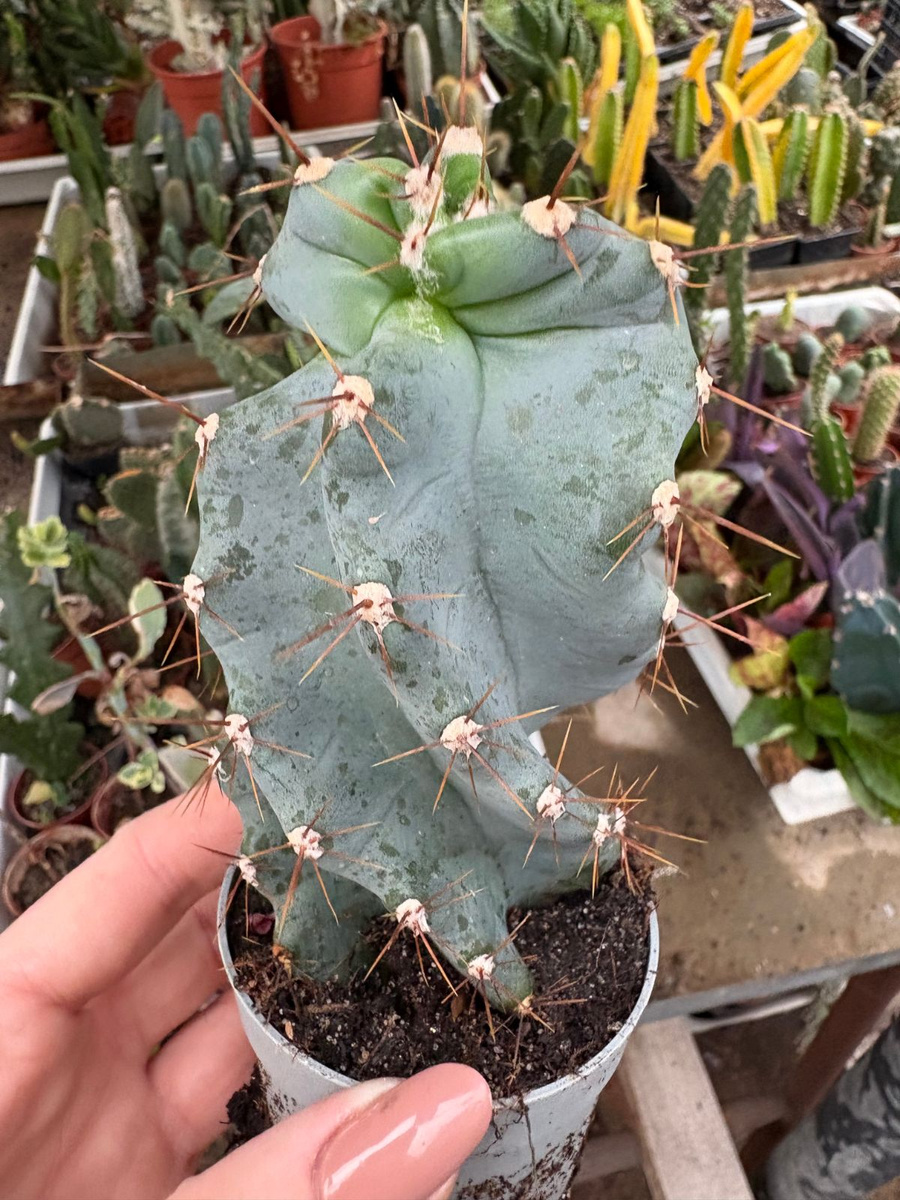 Cereus peruvianus 'Spiralis' | Cactuses \ Cereus | Kaktusy, sukulenty i inne rośliny - CandyCacti