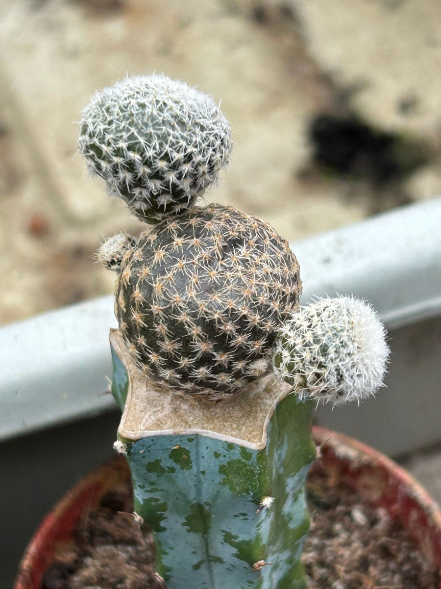Puna clavarioides | Cactuses \ Puna | Kaktusy, sukulenty i inne rośliny ...