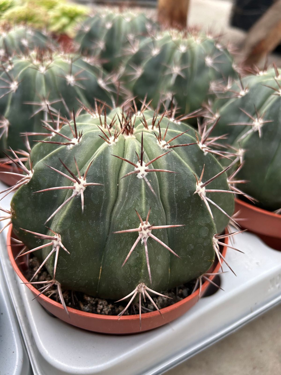 Melocactus ruestii | Cactuses \ Melocactus | Kaktusy, sukulenty i inne ...