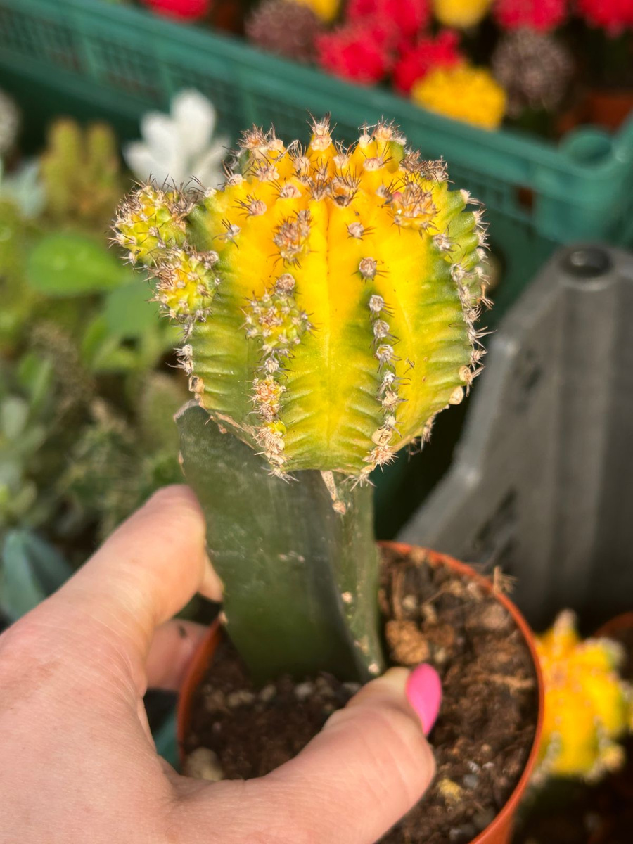 Gymnocalycium mihanovichii 'Hibotan Variegata' SPECJALNY kolor ...